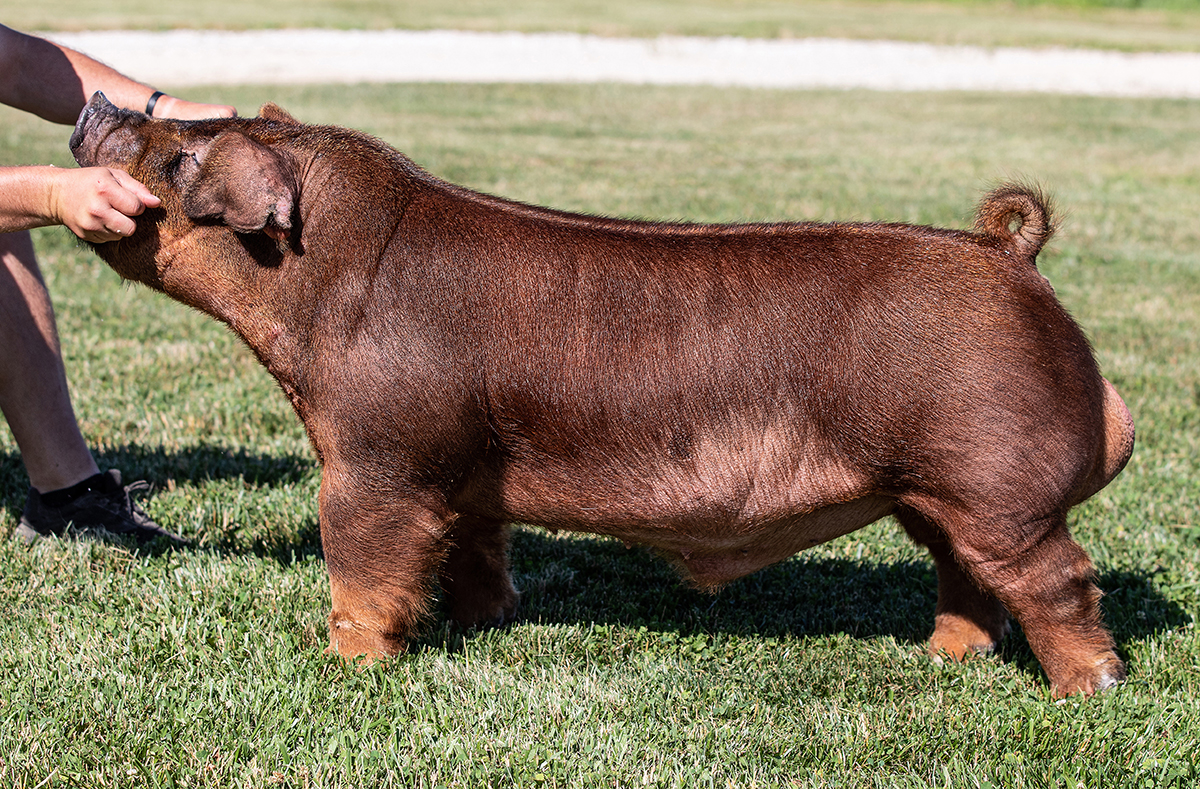Boars – Southern Gold Sires
