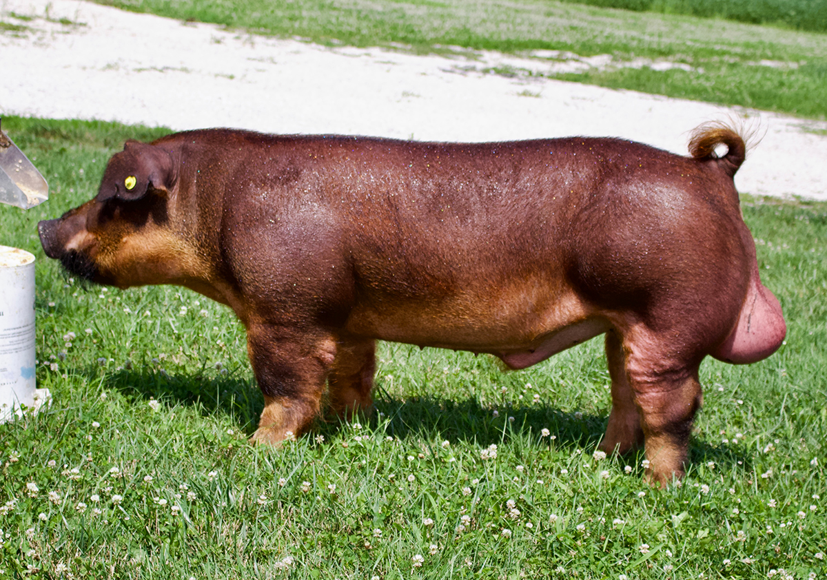 Boars – Southern Gold Sires